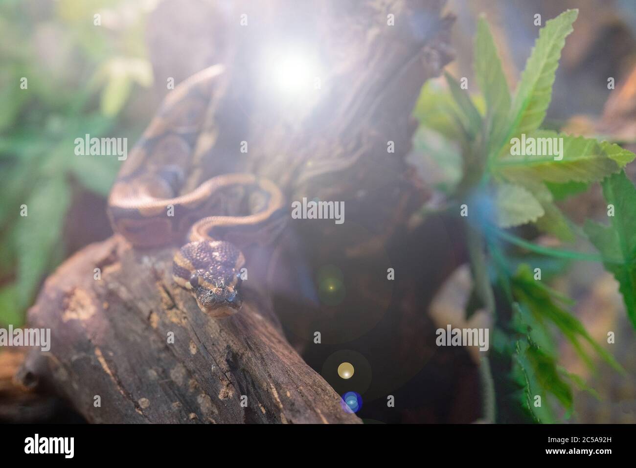 Young python on tree in jungle. Big dangerous snake. Fauna of nature ...