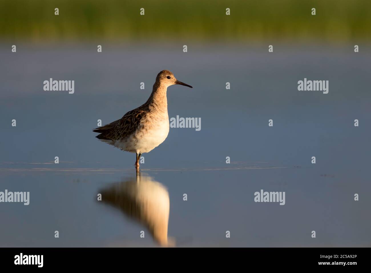Common water bird. Colorful nature habitat background. Bird: Ruff ...