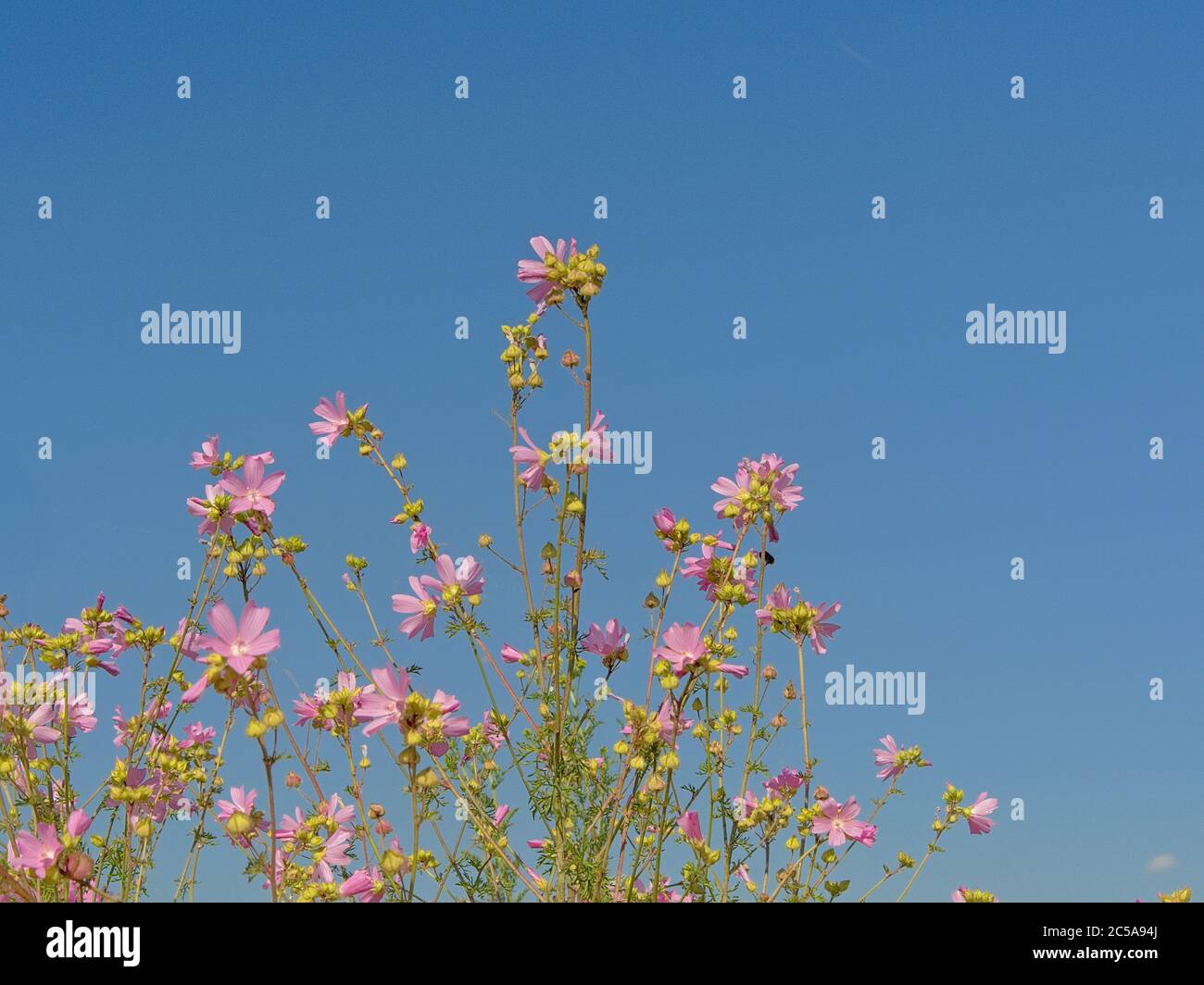 Pink mallow flowers on a blue sky background, low angle view Stock ...