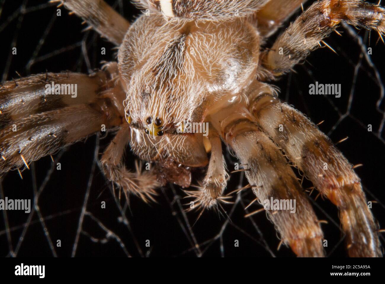 Spider head with eyes hi-res stock photography and images - Alamy