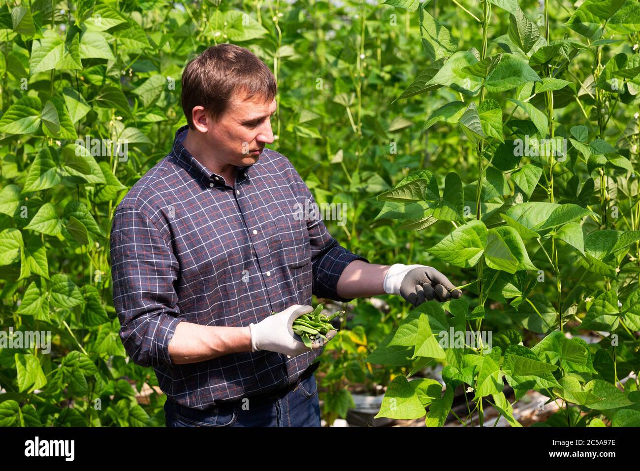 Portrait of focused adult male farmer during harvest of ripe green bean ...