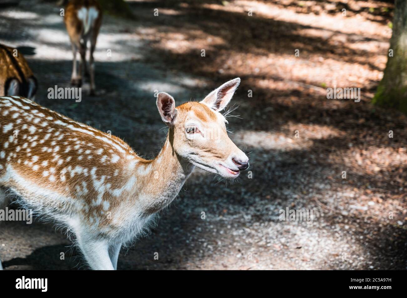 Closeup shot of cute spotted fallow deer in a forest Stock Photo - Alamy
