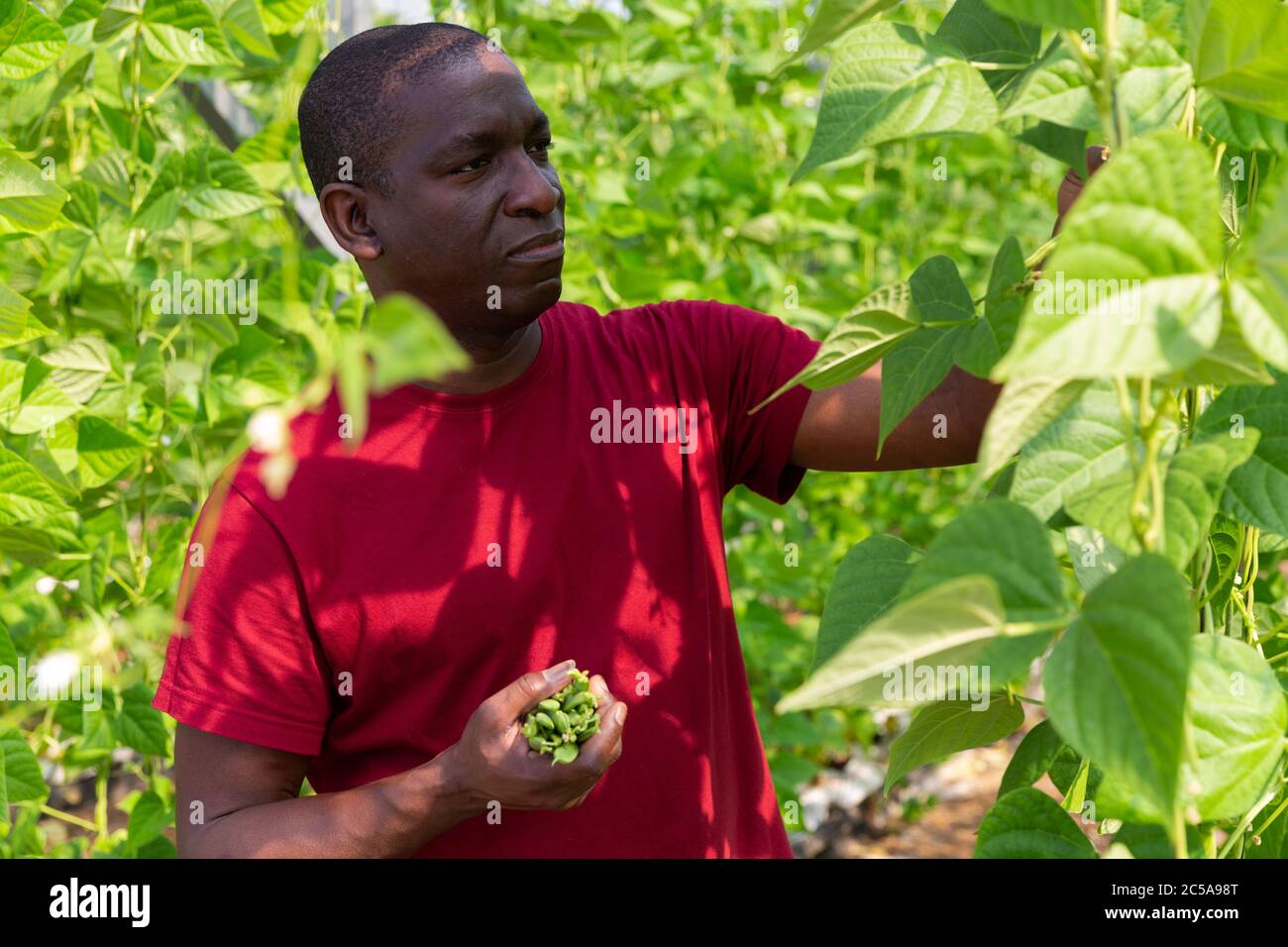African american grower working in farm glasshouse, harvesting ripe ...