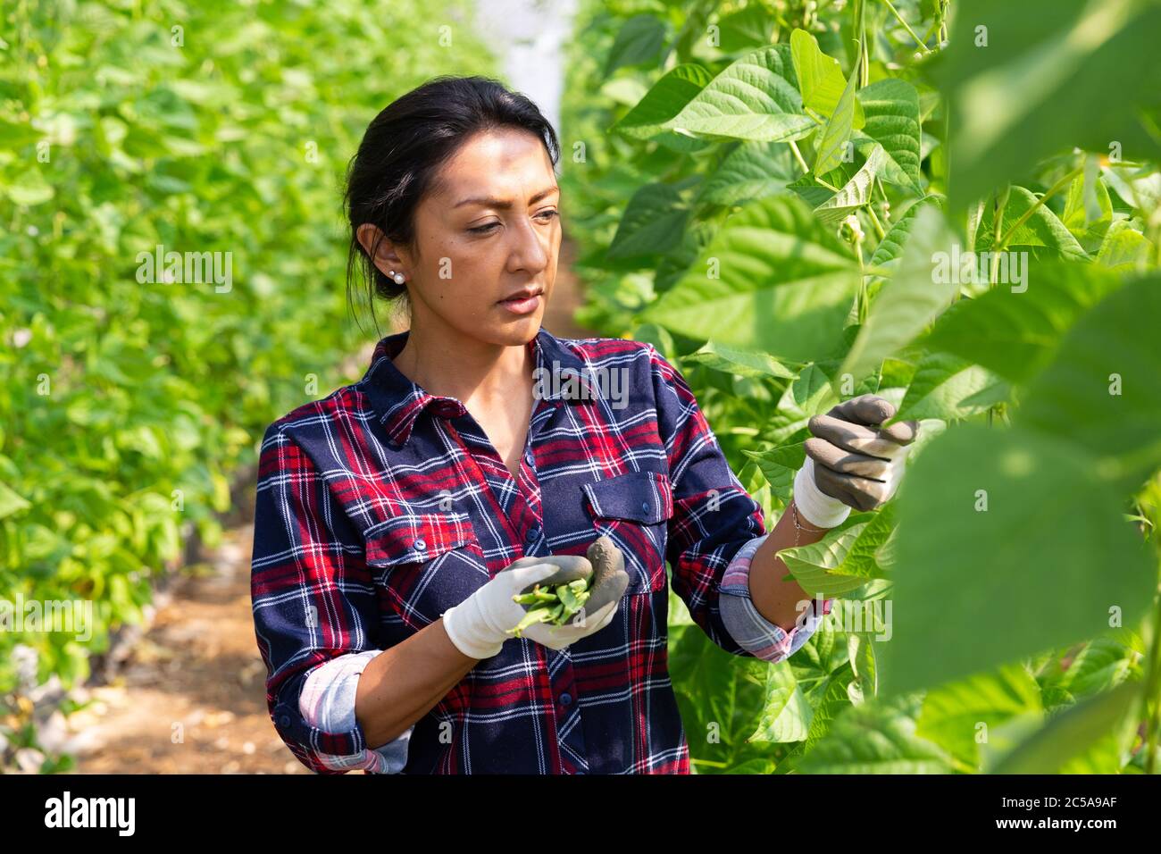Colombian woman farmer hand harvesting crop of bean in large greenhouse ...