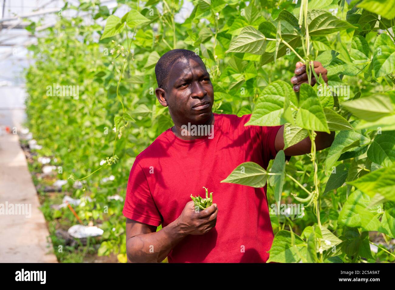 African american grower working in farm glasshouse, harvesting ripe ...