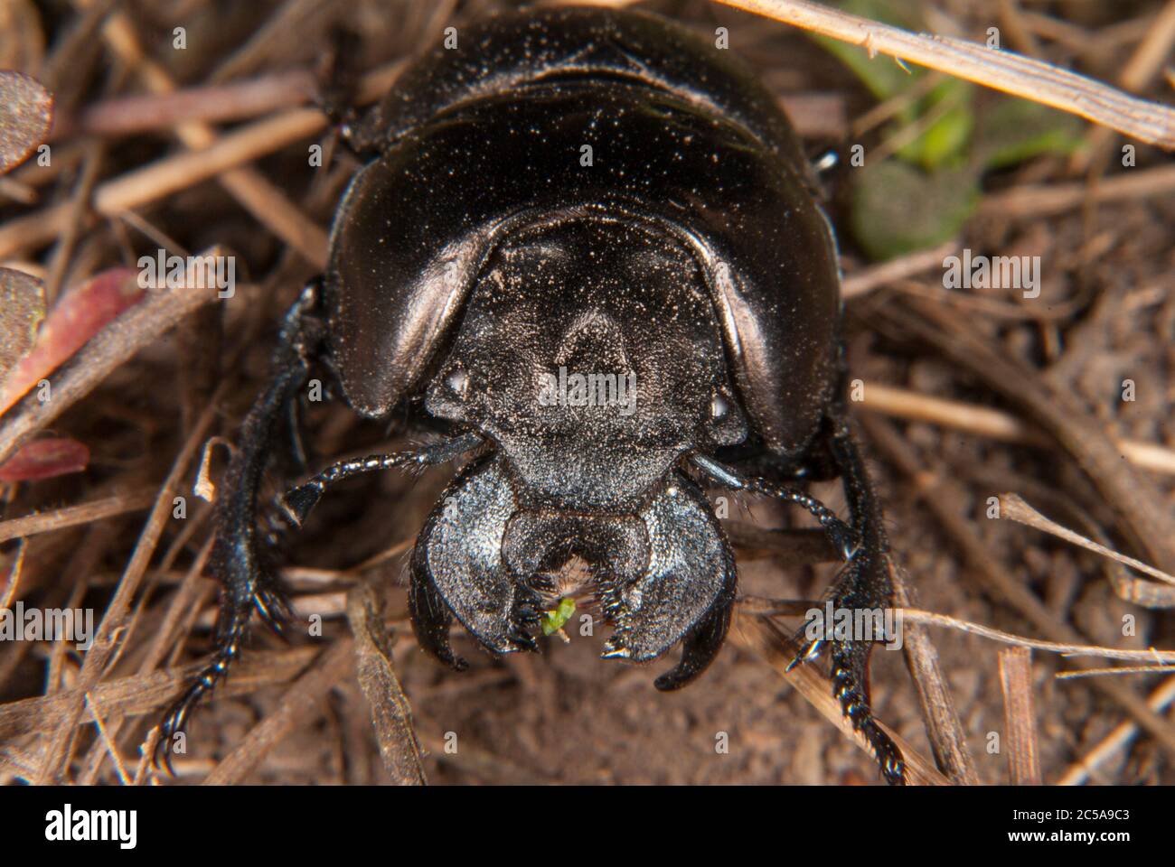 The Sacred scarab (Scarabaeus sacer Stock Photo - Alamy