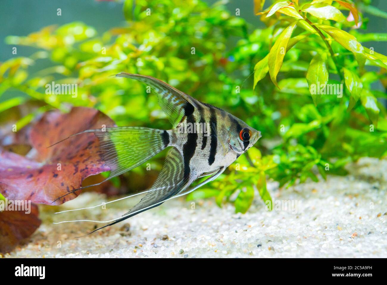 Underwater world of aquarium. Plants and Pterophyllum fish in ...