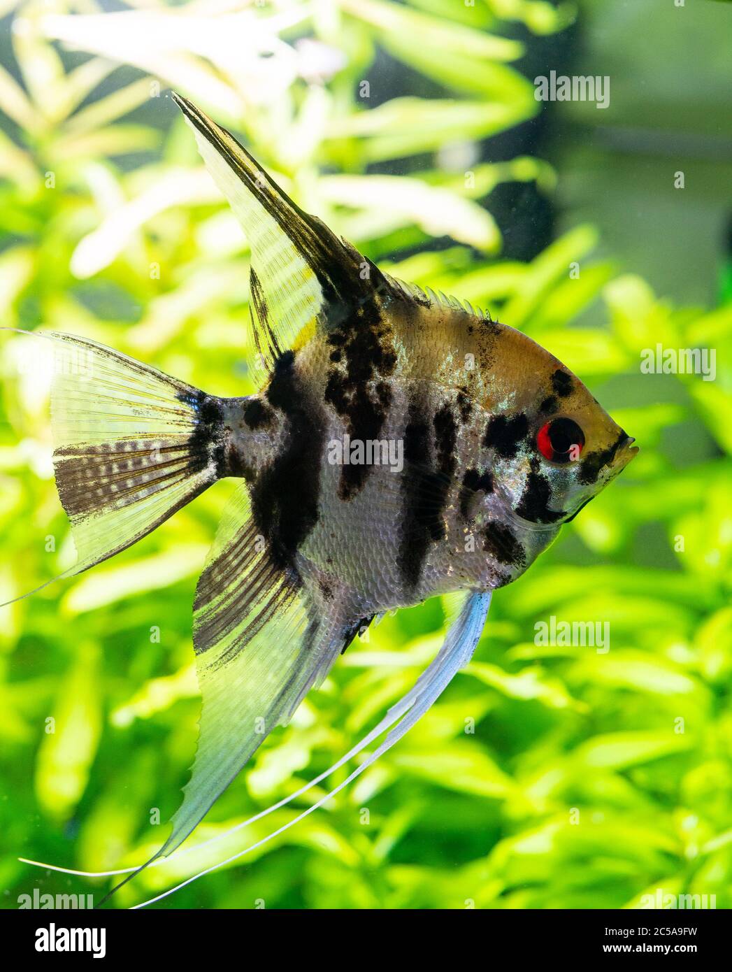 Underwater world of aquarium. Plants and Pterophyllum fish in ...