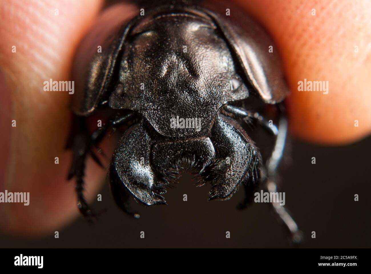The Sacred scarab (Scarabaeus sacer Stock Photo - Alamy
