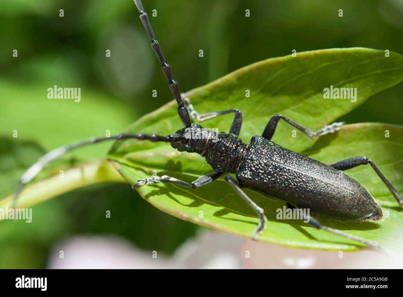 Monochamus hi-res stock photography and images - Alamy