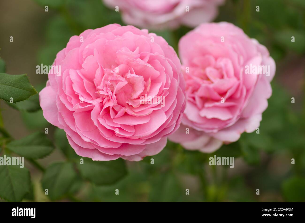 Kb Rose English Tea Garden