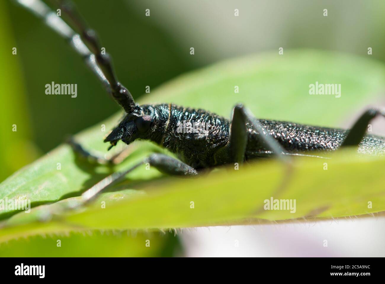 Monochamus hi-res stock photography and images - Alamy