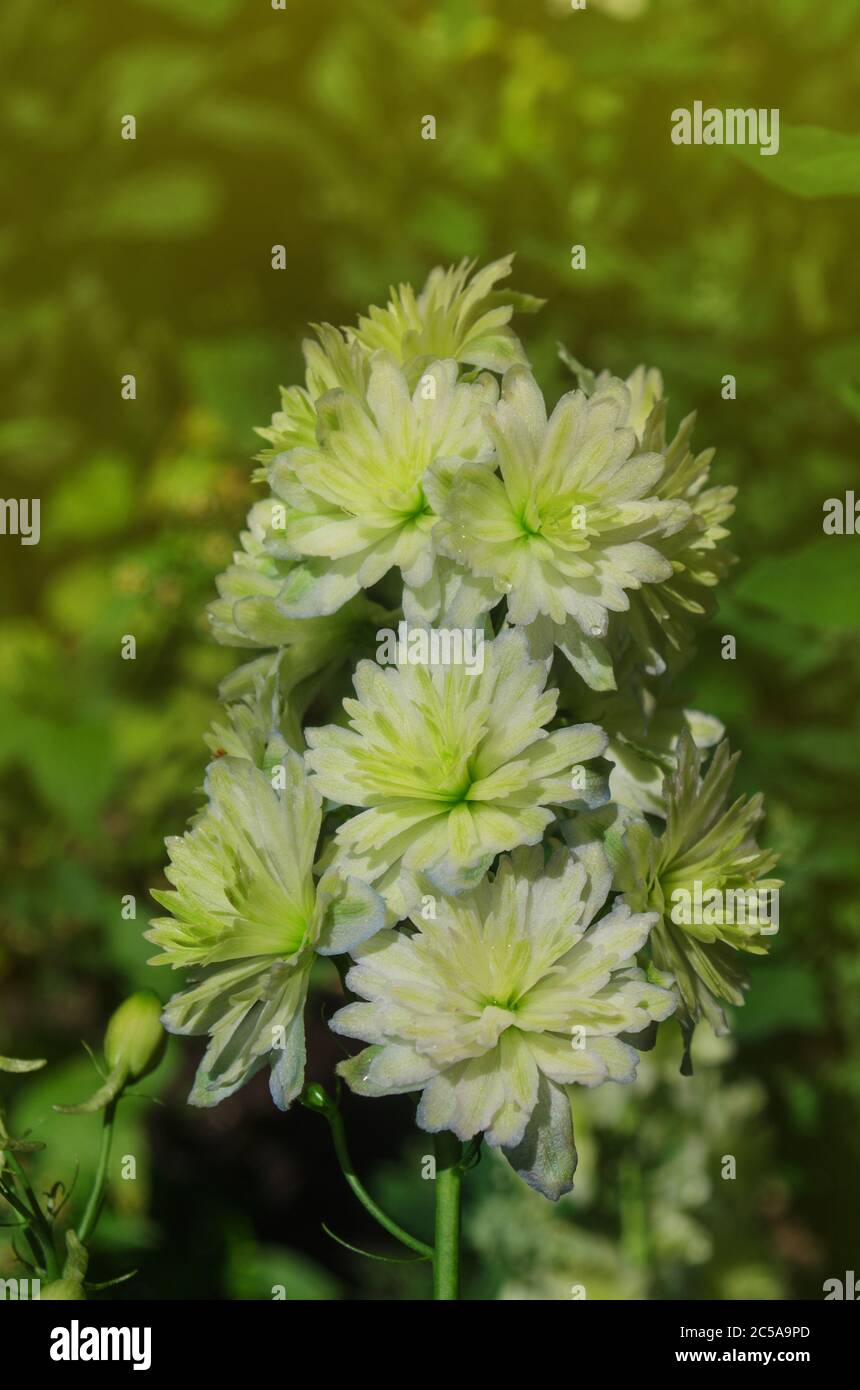 Delphinium Moonlight grows in the garden. Double delphinium flower Stock Photo - Alamy