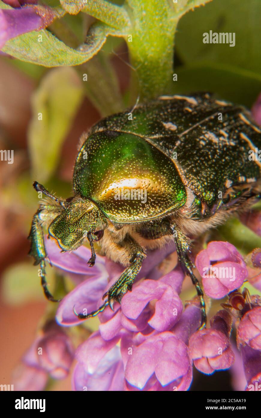 The Green rose chafer (Cetonia aurata Stock Photo - Alamy