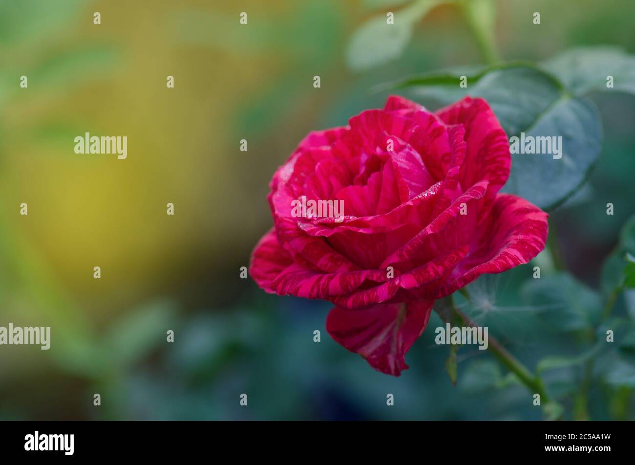 Colorful bush of striped roses in the garden. Beautiful red and white ...