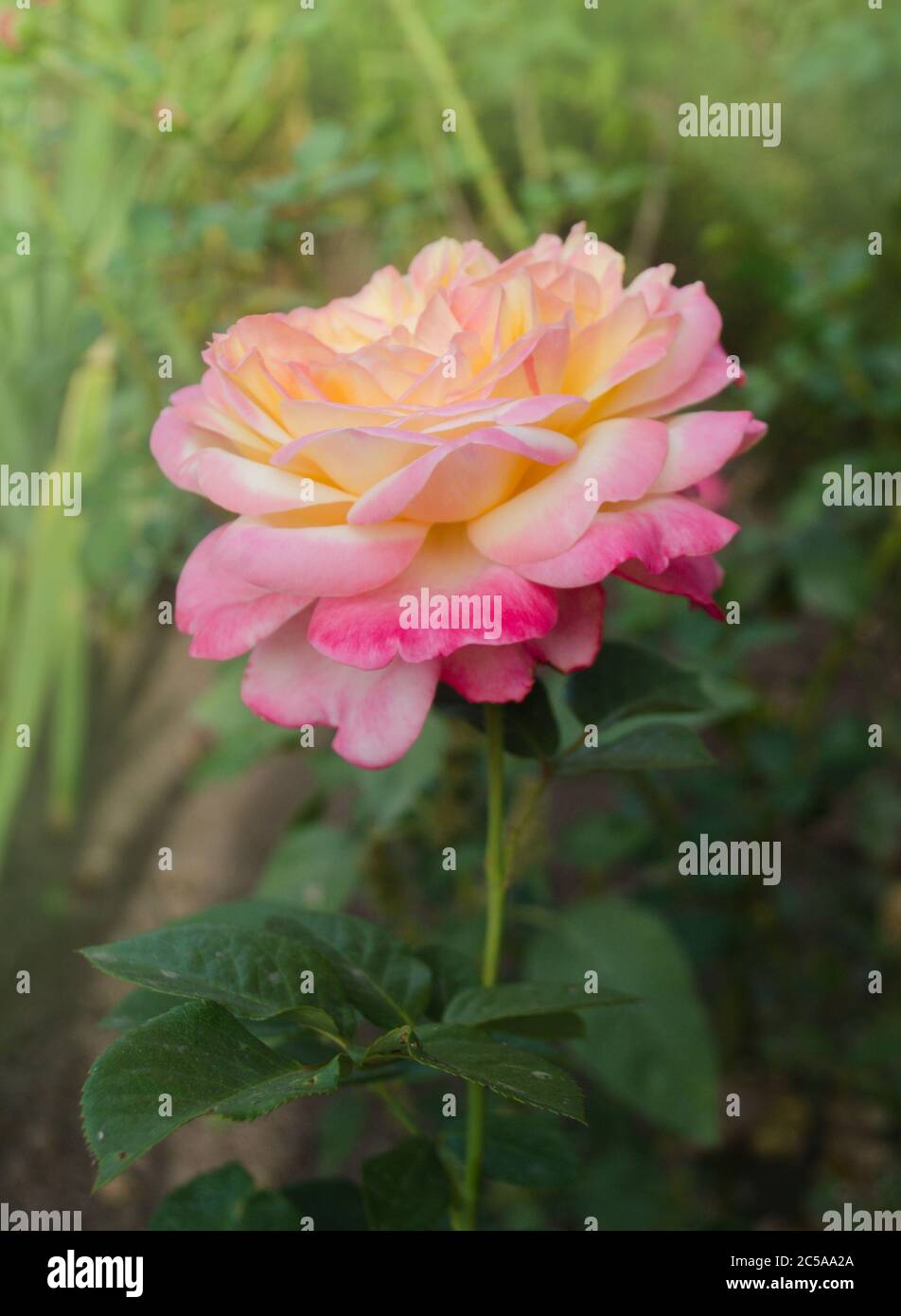 Peace bush rose hi-res stock photography and images - Alamy