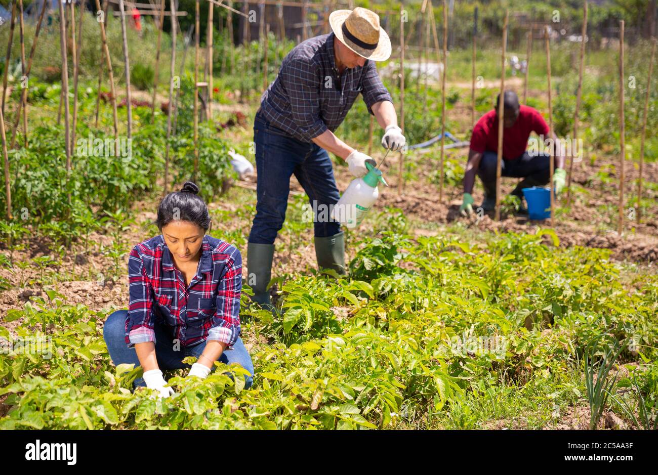 Team of workers collect insect pests and spray plants on farm field ...