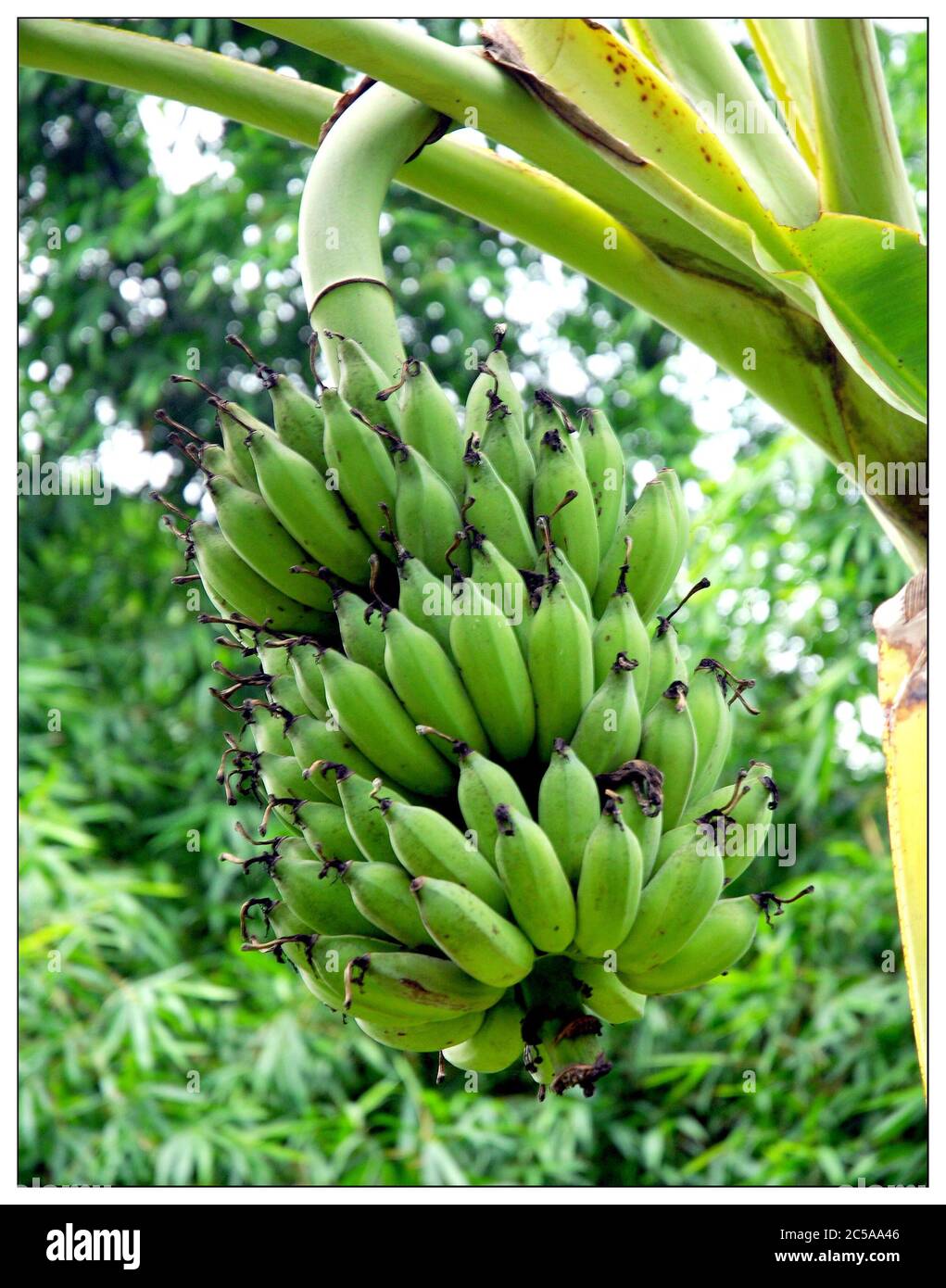 J june Cut Out Stock Images & Pictures - Alamy