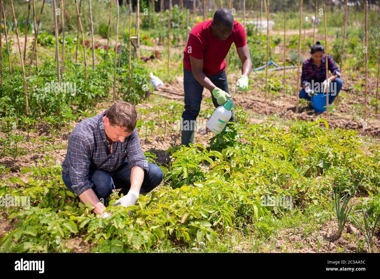 Team of workers collect insect pests and spray plants on farm field ...