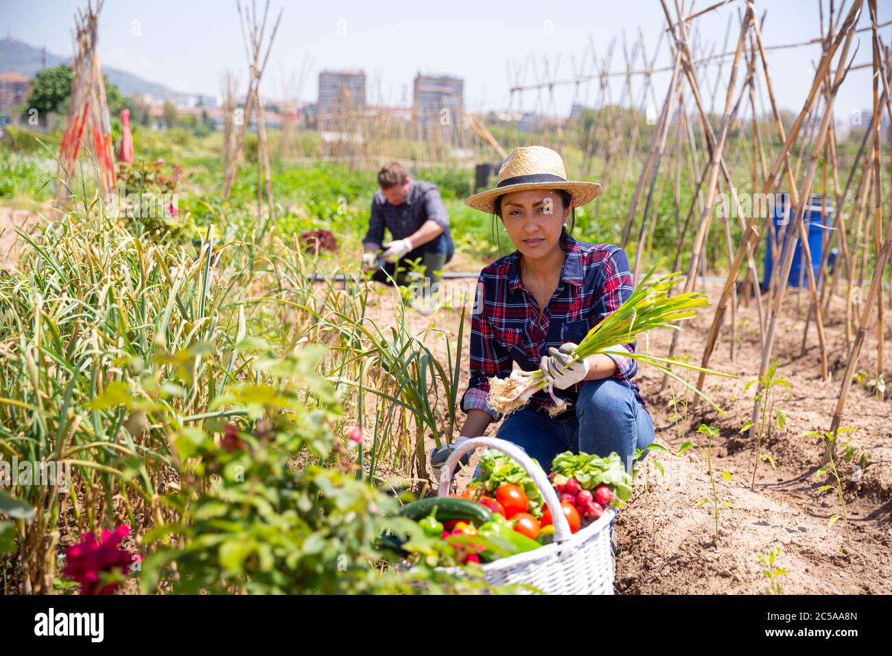Successful latino farmer with basket of ripe vegetables at the ...