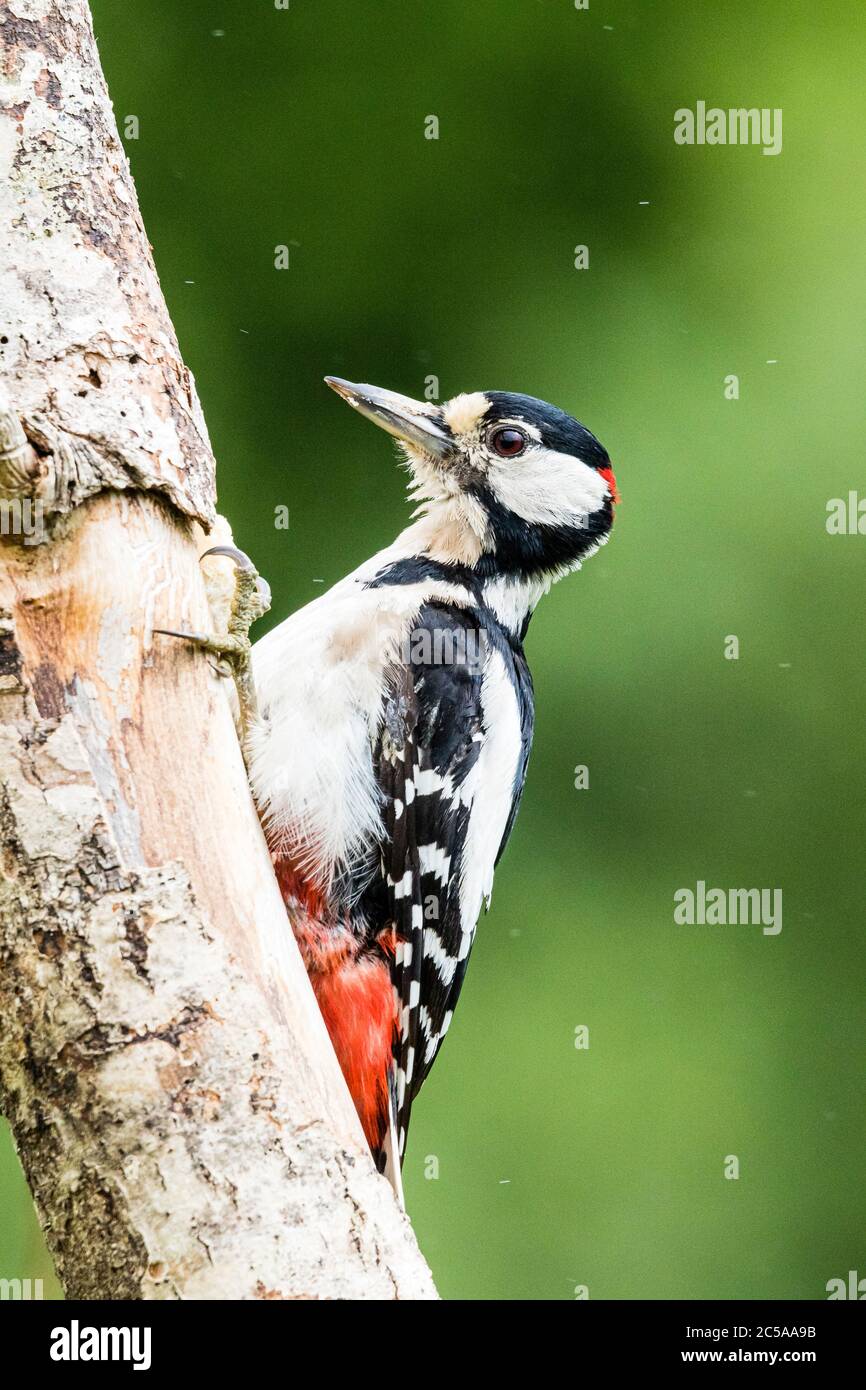 Welsh woodland birds hi-res stock photography and images - Alamy