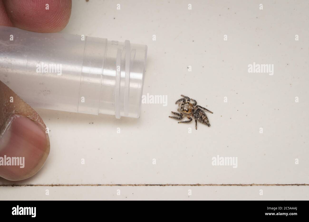 Process of catching a spider in an insect bottle Stock Photo - Alamy