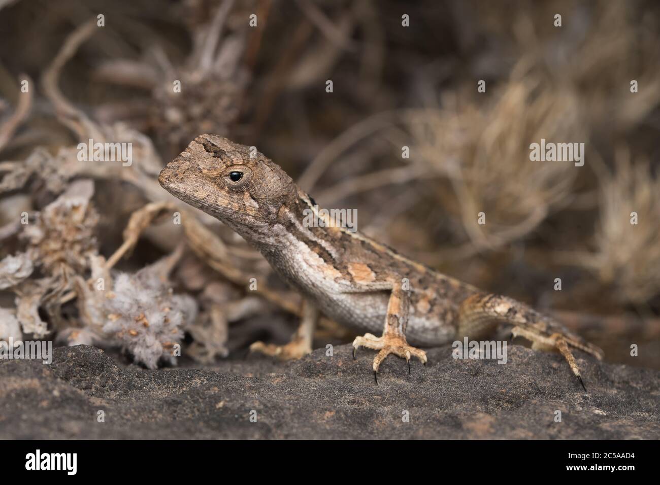 Fan throated lizard hi-res stock photography and images - Alamy
