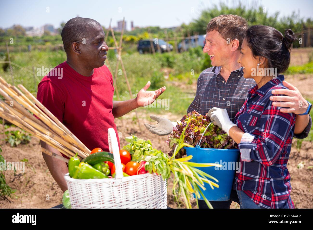 Three gardeners chatting together after harvesting of vegetables in ...