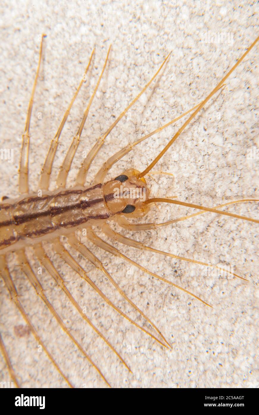 The Scutigera coleoptrata (House centipede Stock Photo - Alamy