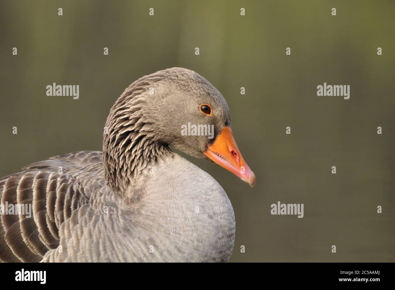 Wild greylag goose portrait Stock Photo - Alamy