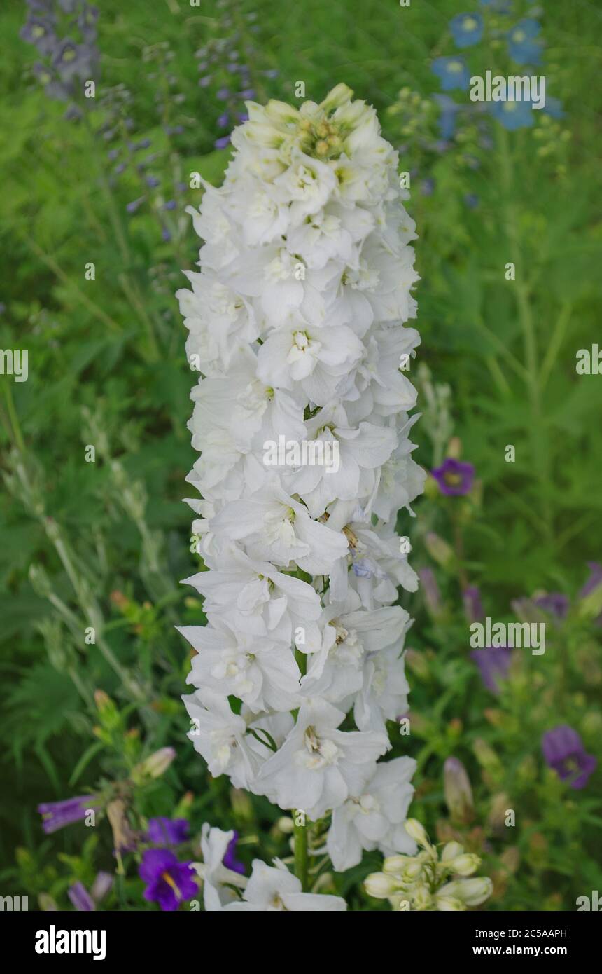 Bio garden with delphinium flowers plants. Landscape with flowers field ...