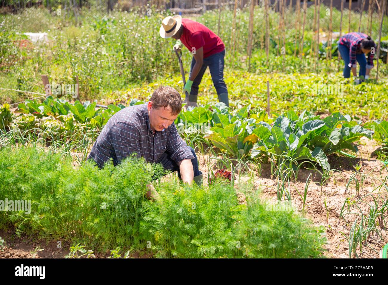 Gardener man caring for dill sprouts on a summer field Stock Photo - Alamy