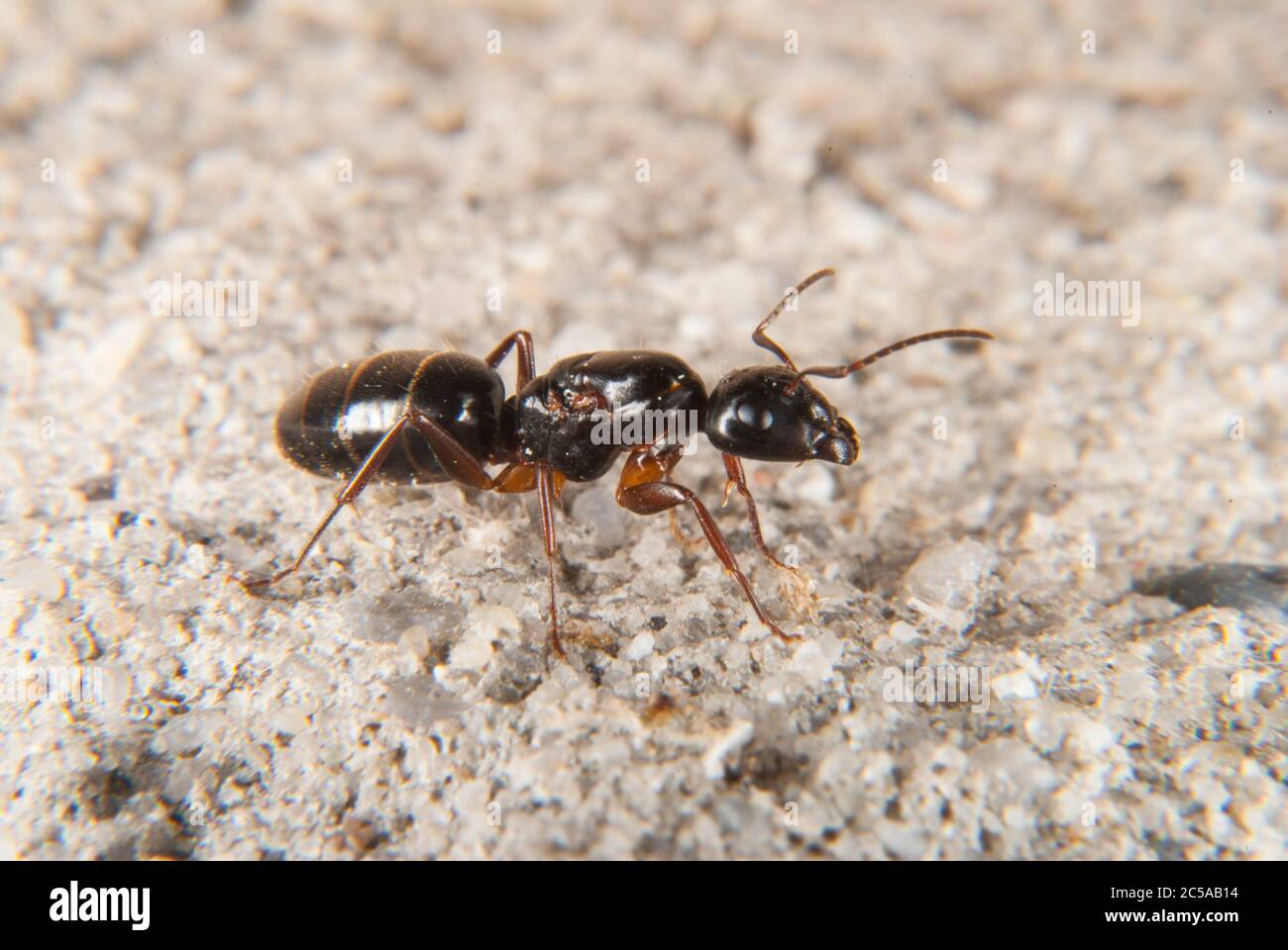 Queen ant worker ant hi-res stock photography and images - Alamy