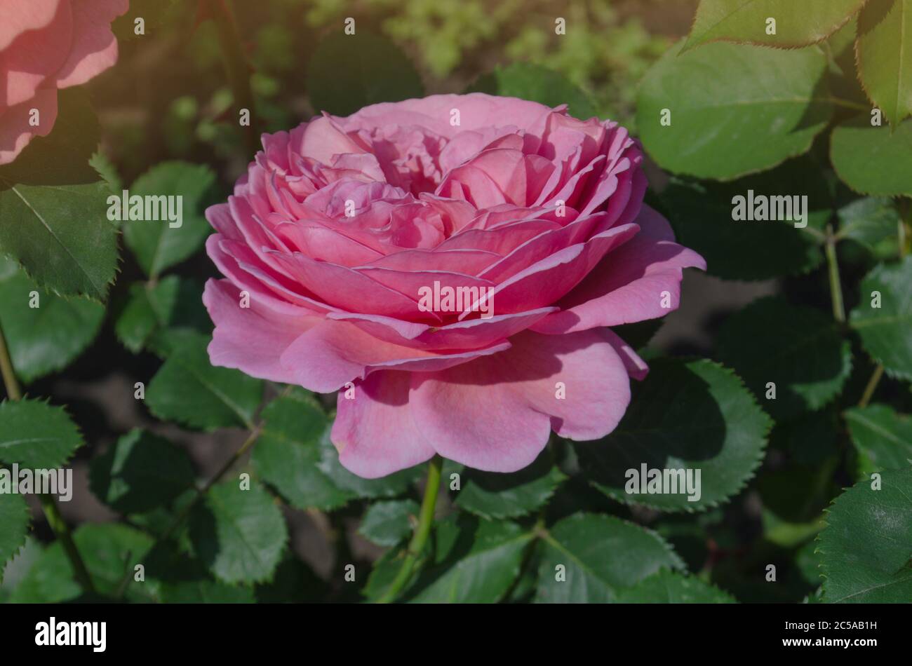 Pink rose bush in english garden. Rose Princess Alexandra of Kent Stock ...