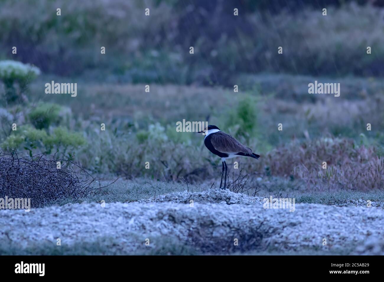 Nature and bird. Spur winged Lapwing. Vanellus spinosus. Nature ...