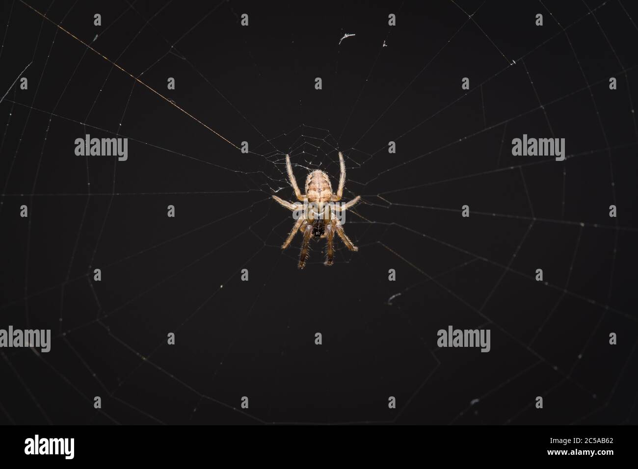 An orb weaver spider resting at the center of its web against plain ...