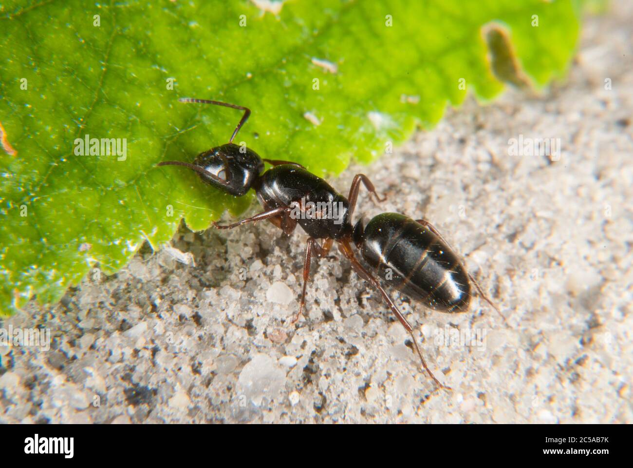 Queen of the Red wood ant (Formica rufa Stock Photo - Alamy