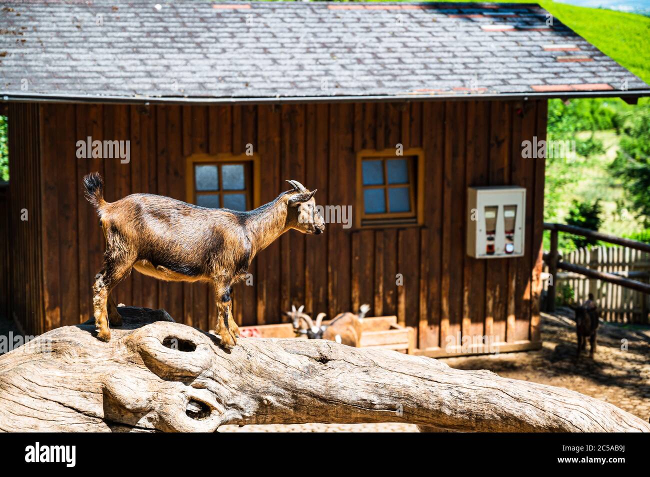 Goat in a zoo hi-res stock photography and images - Alamy