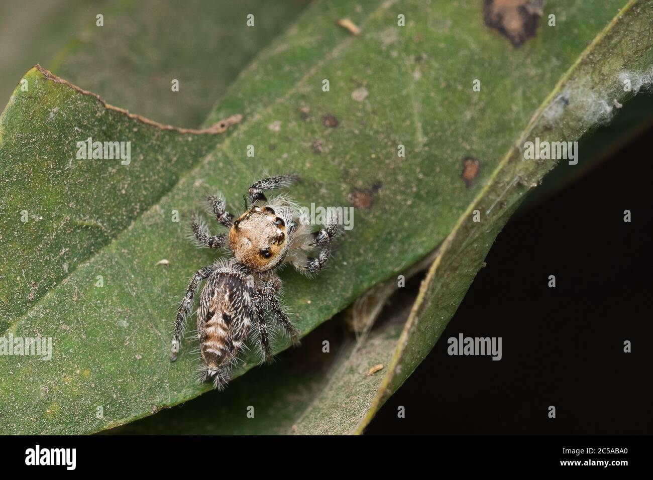 Hyllus hi-res stock photography and images - Alamy