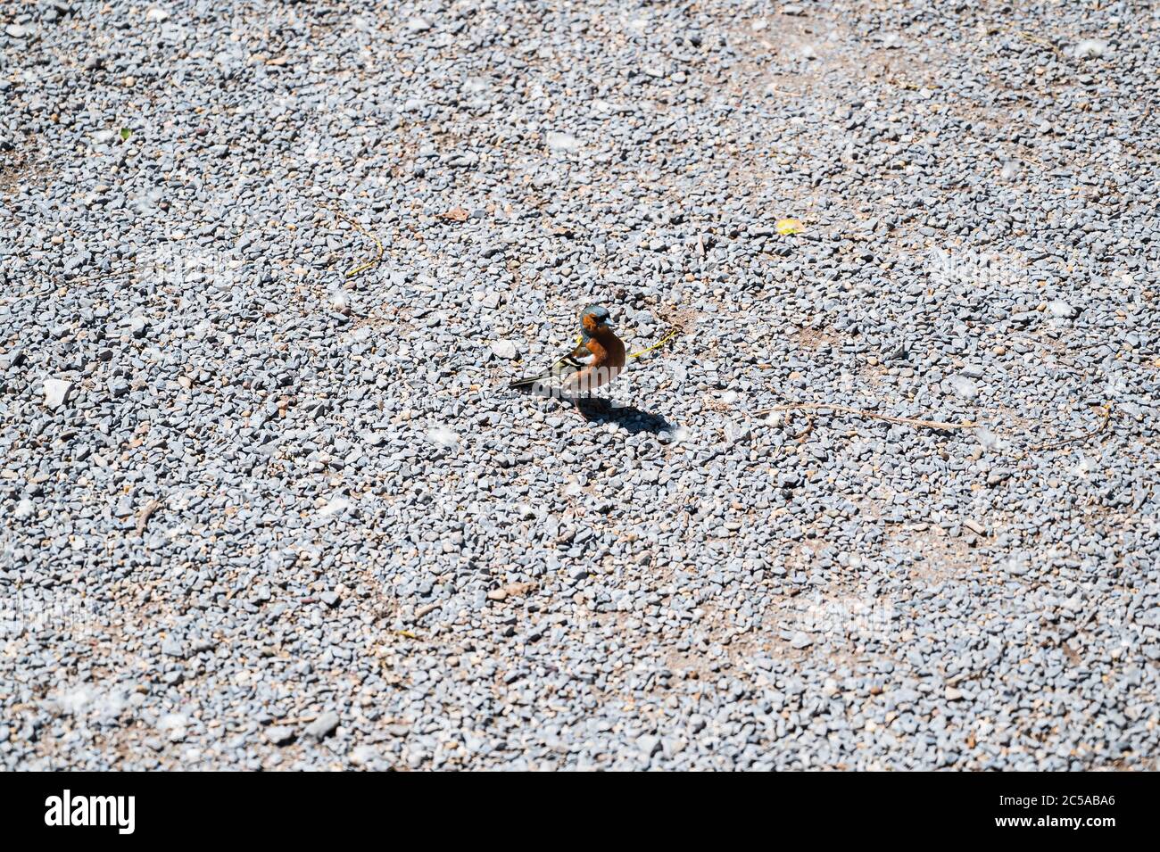 Small beautiful Finch bird on gravel stone background Stock Photo - Alamy