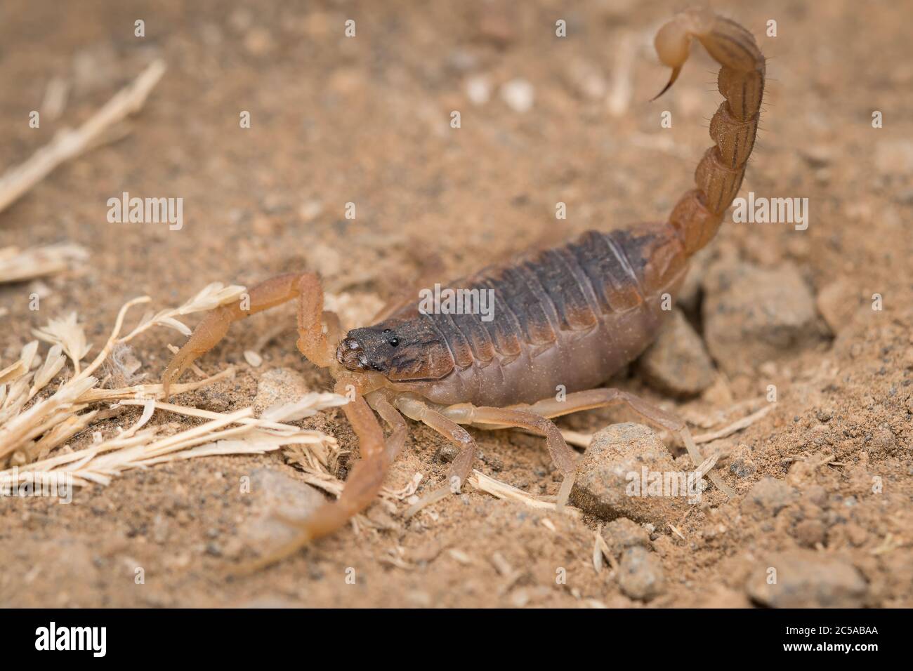 Indian red scorpion hi-res stock photography and images - Alamy