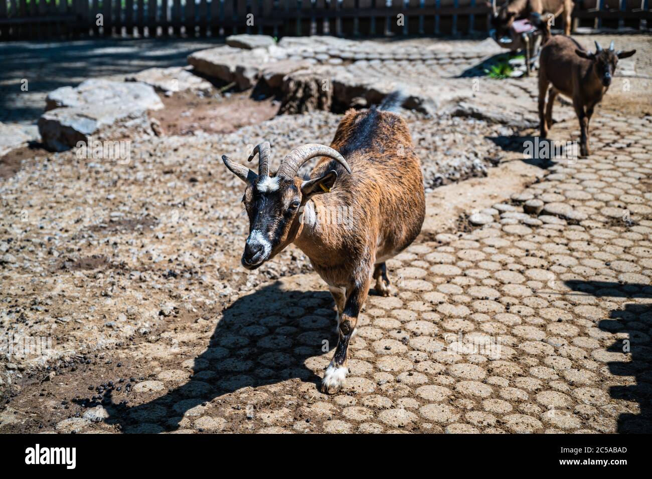 Goat in a zoo hi-res stock photography and images - Alamy