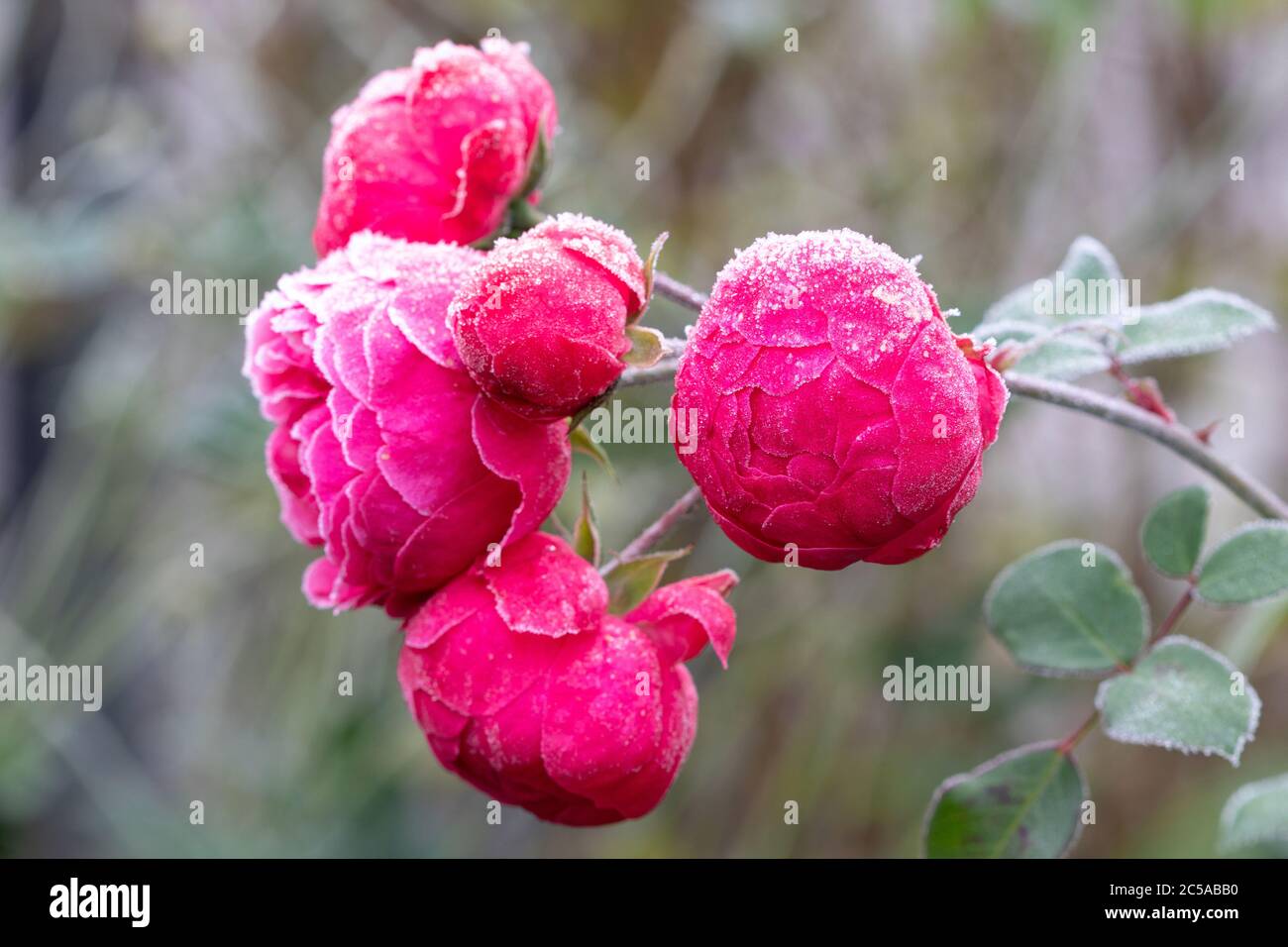 Rose pomponella hi-res stock photography and images - Alamy
