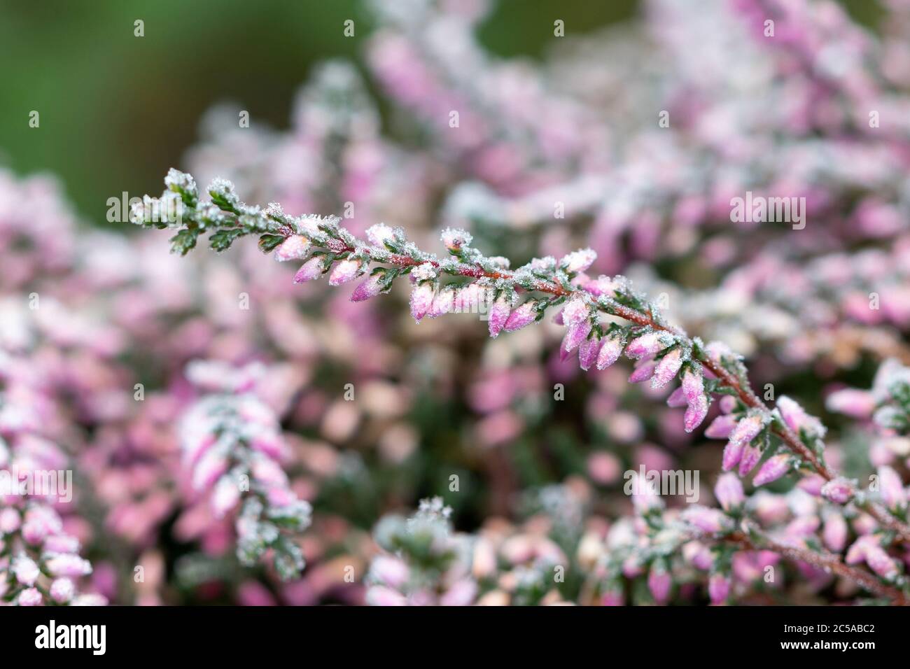 pink heather flowers with white frost macro Stock Photo - Alamy