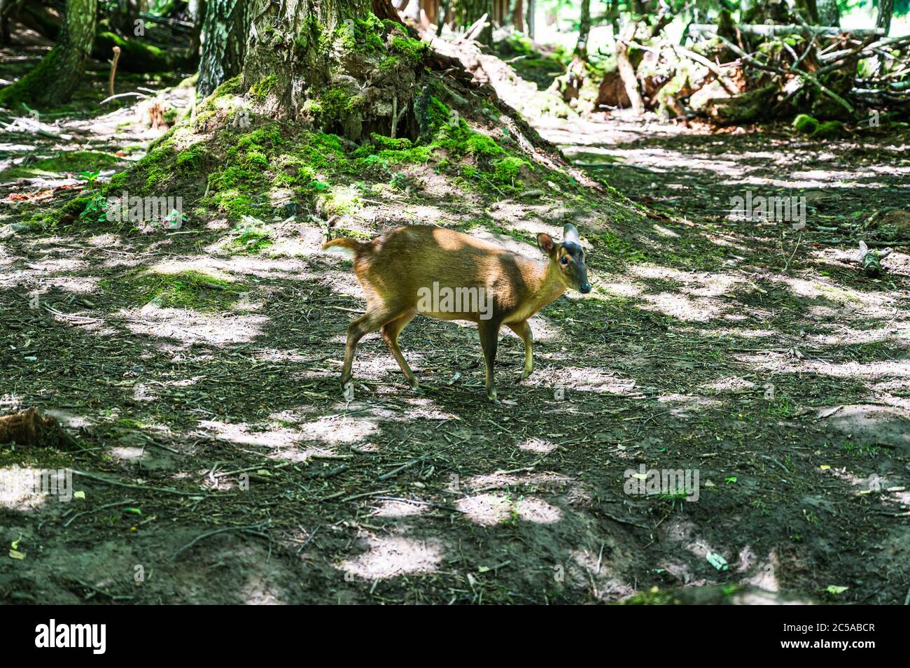 Greater mouse deer hi-res stock photography and images - Alamy