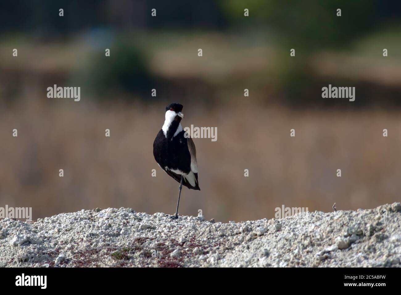 Nature and bird. Spur winged Lapwing. Vanellus spinosus. Nature ...