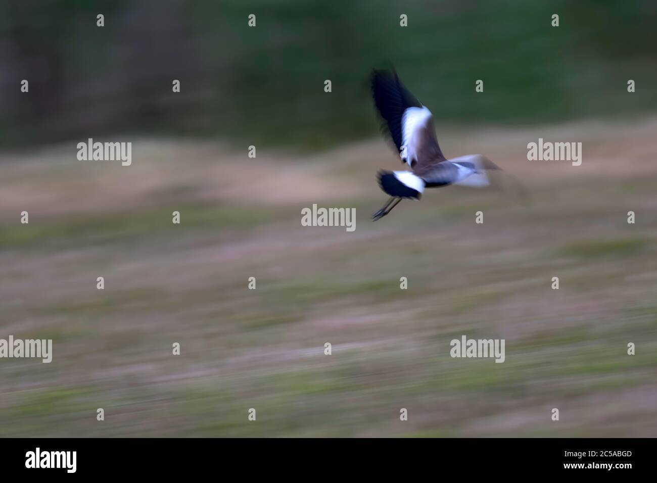 Flying bird. Spur winged Lapwing. Vanellus spinosus. Nature background ...