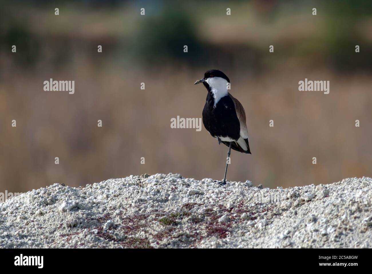 Nature and bird. Spur winged Lapwing. Vanellus spinosus. Nature ...