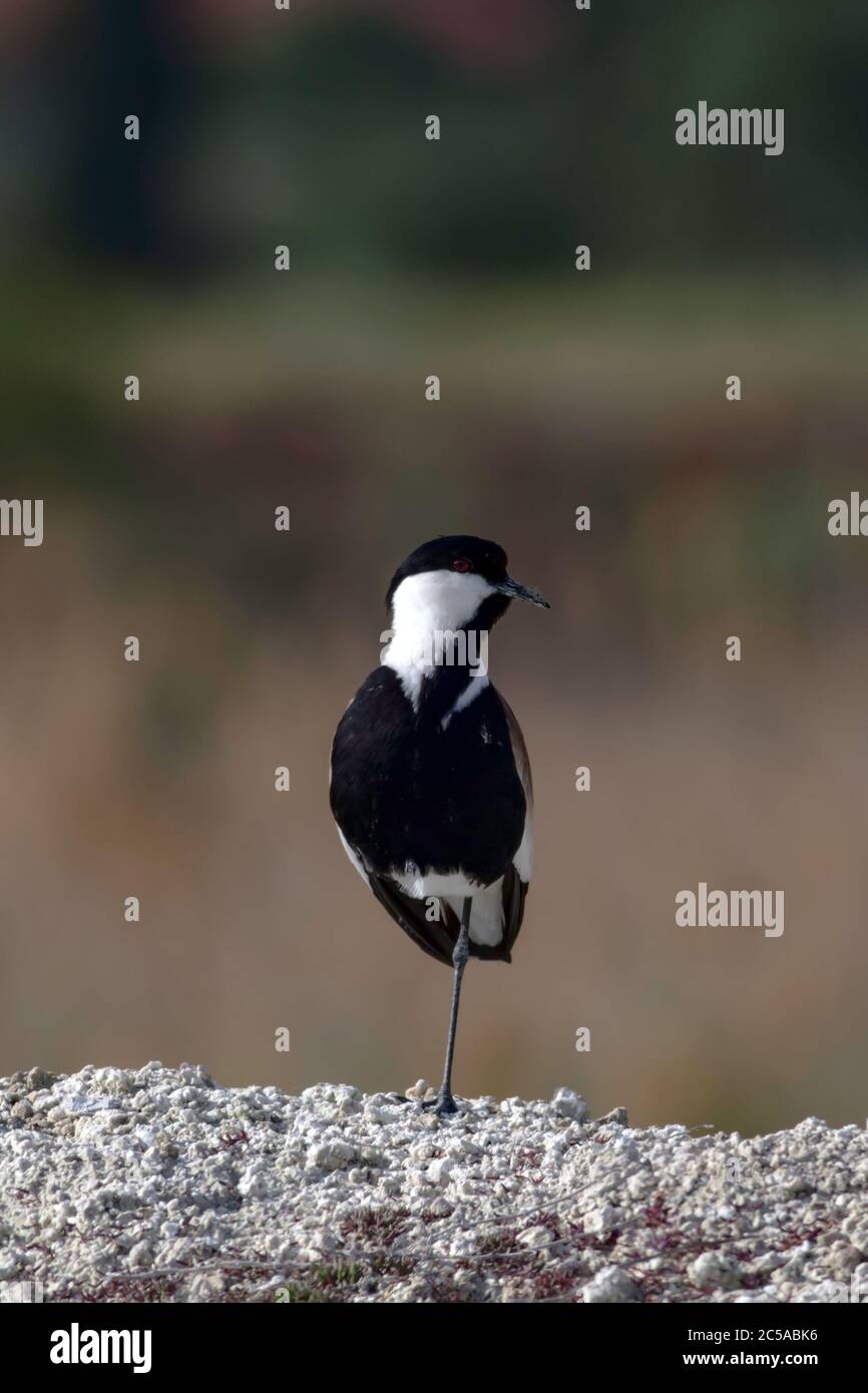 Nature and bird. Spur winged Lapwing. Vanellus spinosus. Nature ...