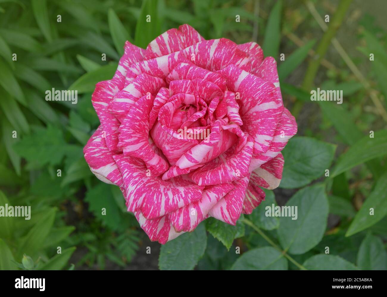 Colorful bush of striped roses in the garden. Pink roses with white ...